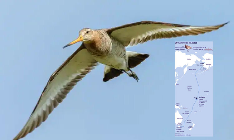 Bird creates new Guinness World Record | ஓய்வெடுக்காமல் 13,575 கிமீ ...