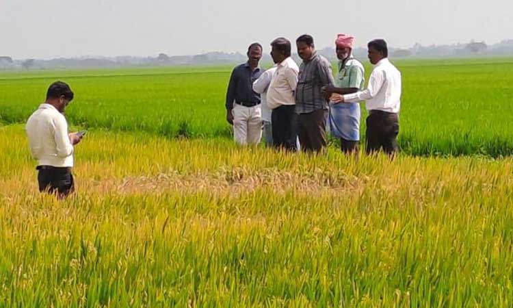 Control methods of powdery mildew in rice Officials advice to farmers ...