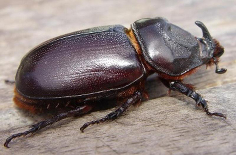 insect attack in coconet | தென்னையில் காண்டாமிருக வண்டை கட்டுப்படுத்த ...