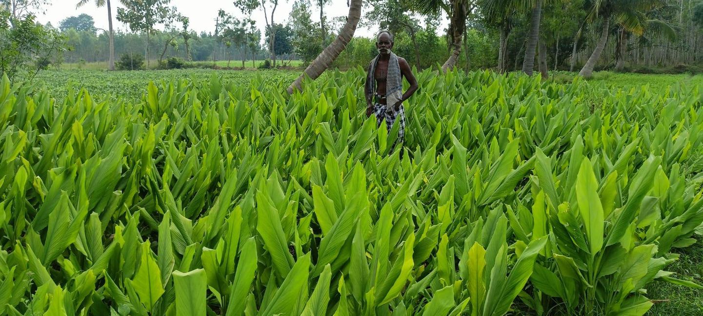 Turmeric pods ready for harvest | அறுவடைக்கு தயாரான மஞ்சள் குலைகள்