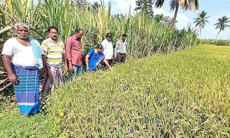 Agricultural scientists study of powdery mildew disease in rice crop in ...
