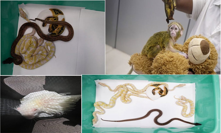 Rare species of monkeys, pythons seized on flight from Thailand to ...
