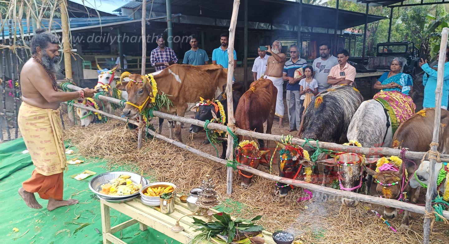 maatu pongal | மாடுகளை அலங்கரித்து ஊர்வலமாக அழைத்து வந்து சிறப்பு பூஜை
