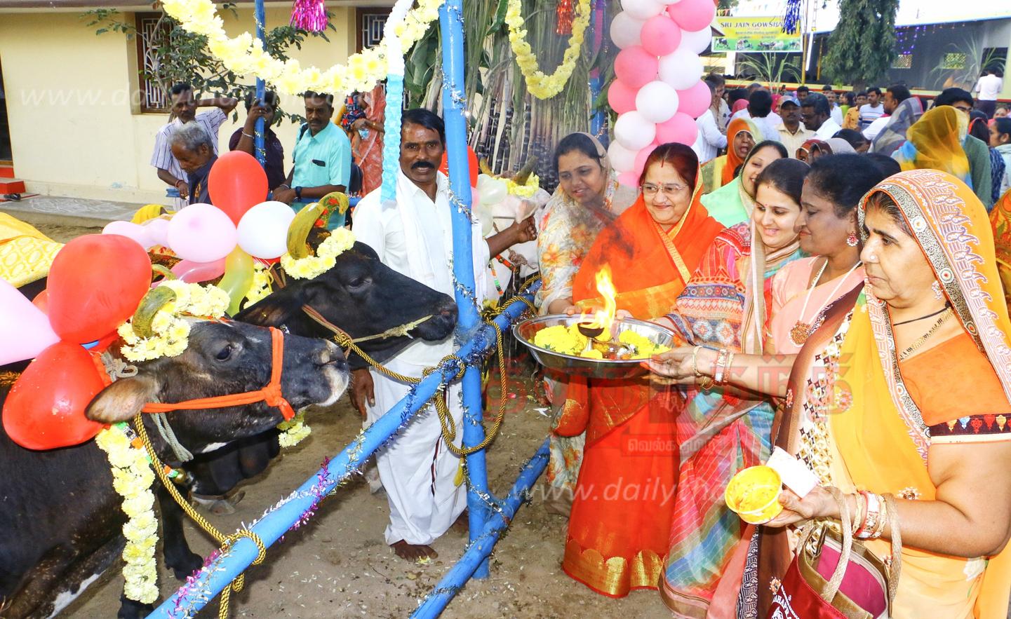 Cow Pongal festival in Jain Kosala | ஜெயின் கோசாலாவில் மாட்டுப்பொங்கல் விழா