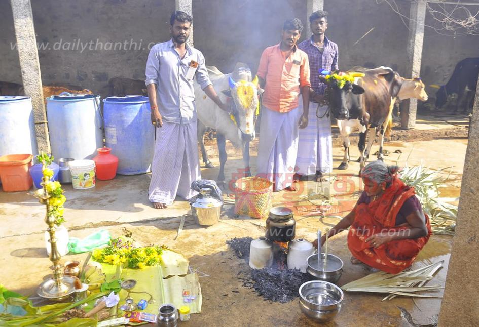 Cow Pongal festival | மாட்டு பொங்கல் விழா