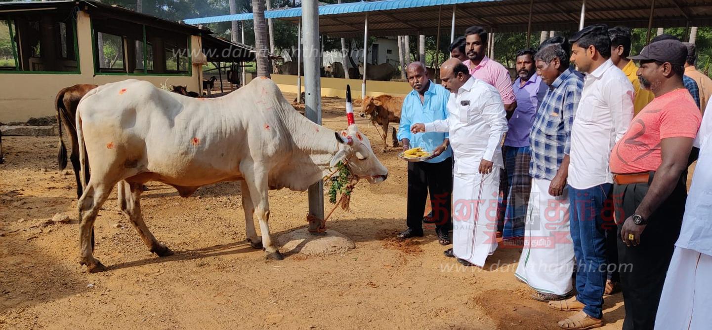 Cow Pongal festival | மாட்டு பொங்கல் விழா