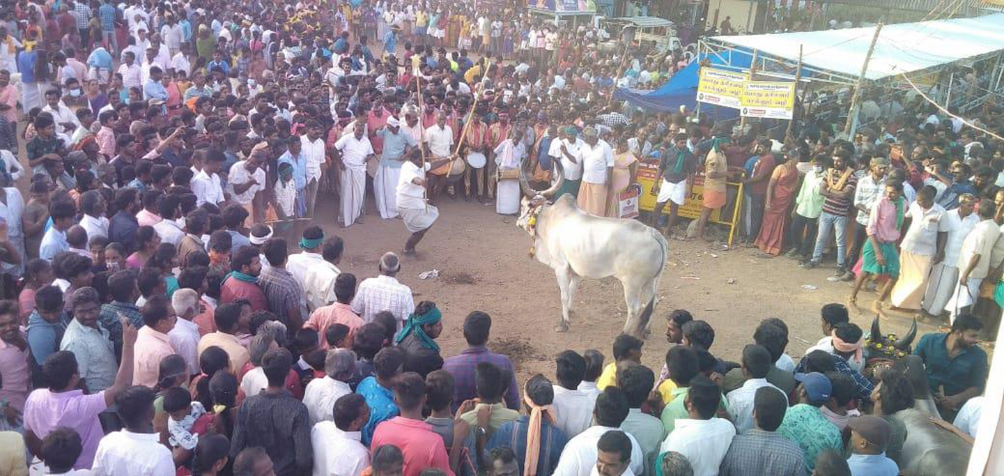 bull dance | ஆல்கொண்டமால் கோவிலில் தமிழர் திருநாள் திருவிழாவை ...