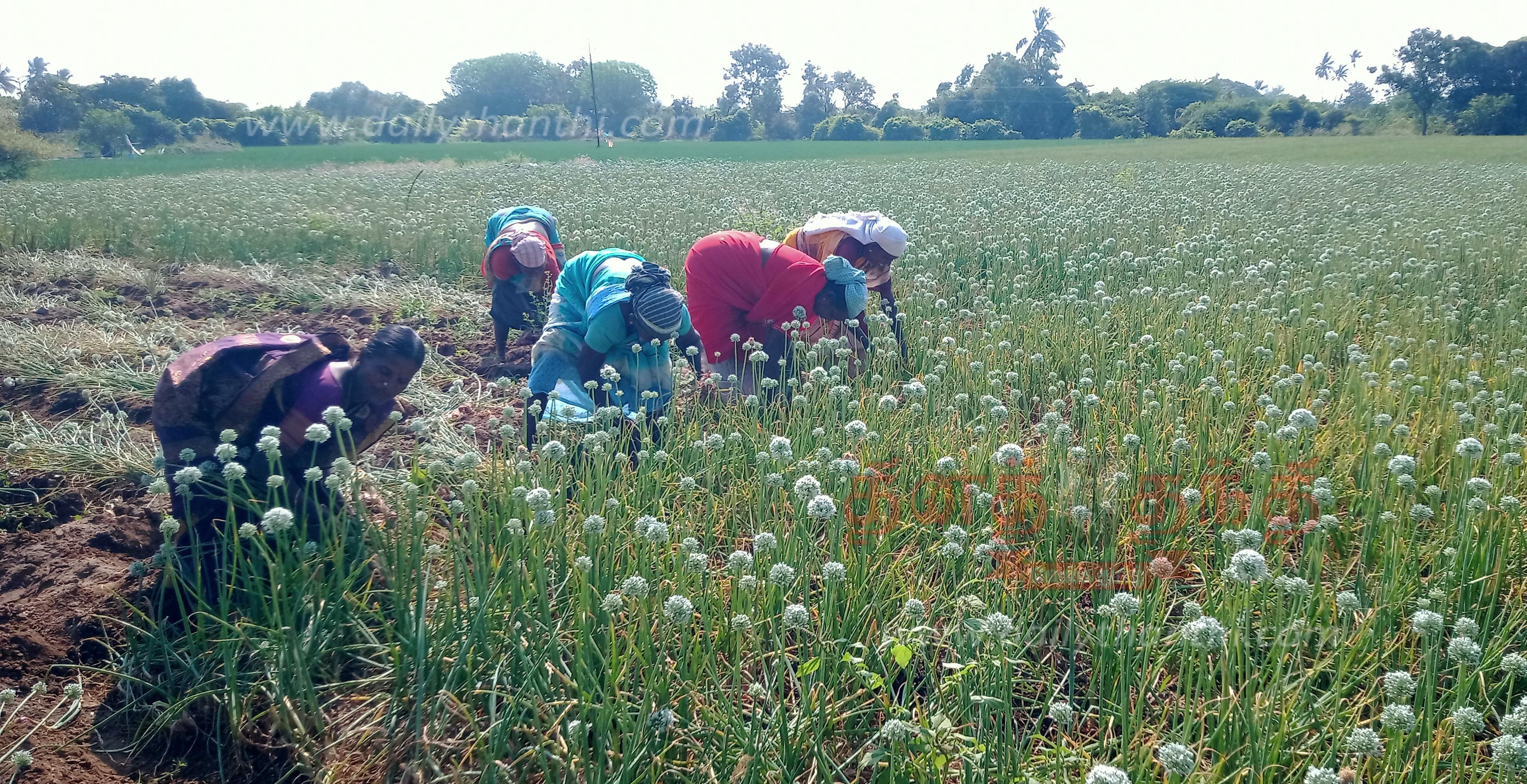 Harvesting of new varieties of small onions is busy | புதிய ரக சின்ன ...