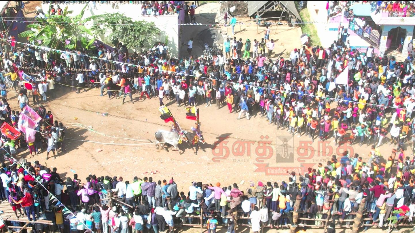400 bulls participated in the slaughtering ceremony | 400 காளைகள் ...