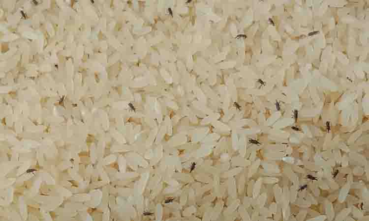 Worms in rice cooked in school canteen | பள்ளி சத்துணவு கூடத்தில் ...