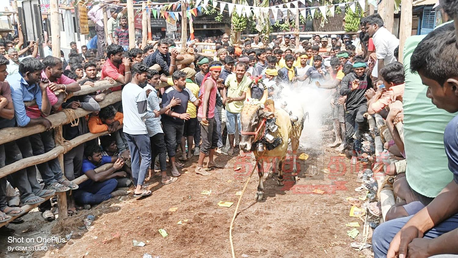 11 injured in Kasinayakkanpatti bull slaughtering by cows ...