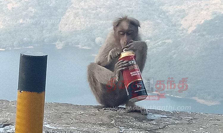 Monkeys tasting leftover wine | மிச்சமிருக்கும் மதுவை ருசி பார்க்கும் ...