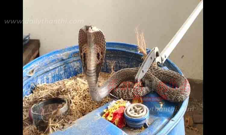 The snake hiding in the paddy field | நெல்லுக்குள் பதுங்கி இருந்த பாம்பு