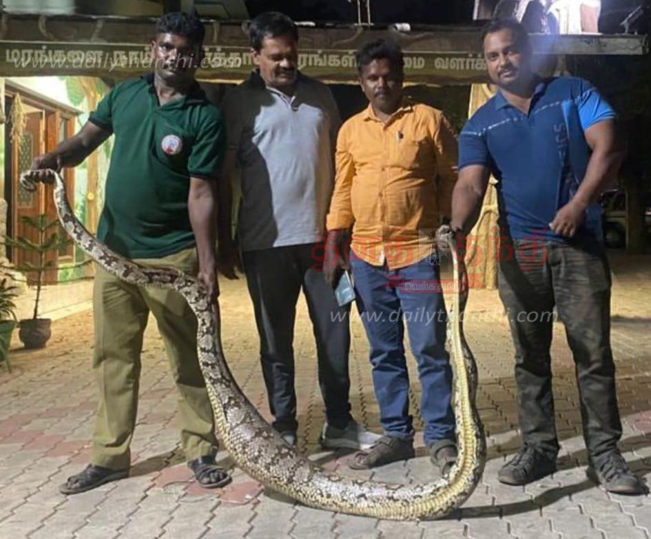 The python was caught | ஆட்டை விழுங்கிய மலைப்பாம்பு பிடிபட்டது