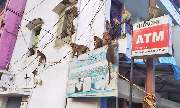 People suffer due to monkey infestation in Pallipattu municipality ...