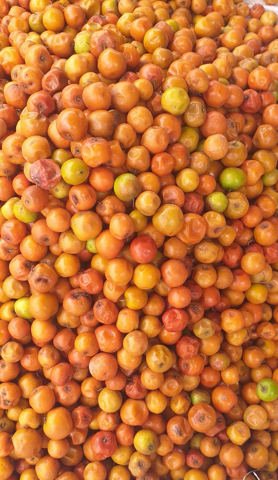 Season starting | நத்தம் பகுதியில் இலந்தை பழ சீசன் தொடக்கம்