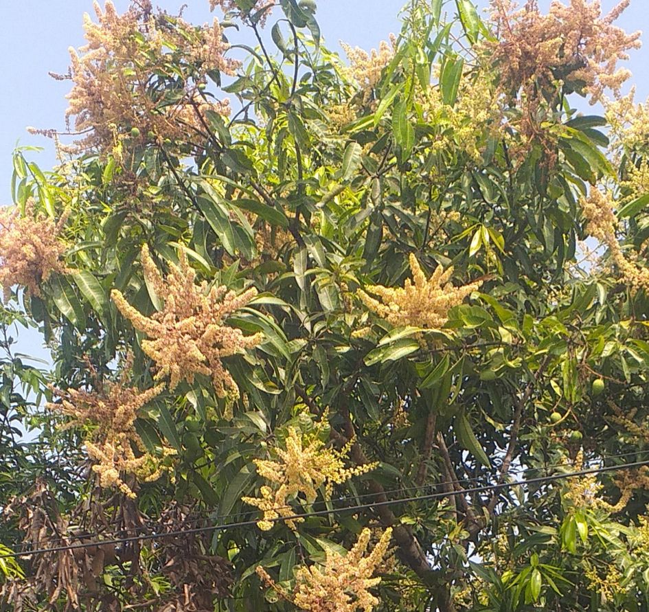 Blooming mango trees | நத்தம் பகுதியில் பூத்துக்குலுங்கும் மாமரங்கள்