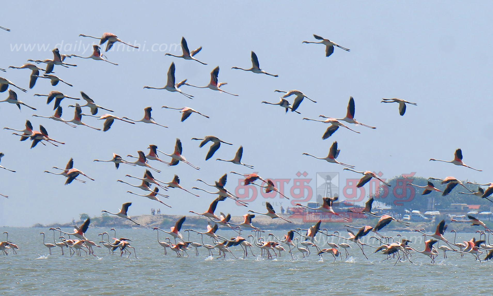 Flamingos parade in Dhanushkodi | தனுஷ்கோடியில் அணிவகுத்த பிளமிங்கோ பறவைகள்