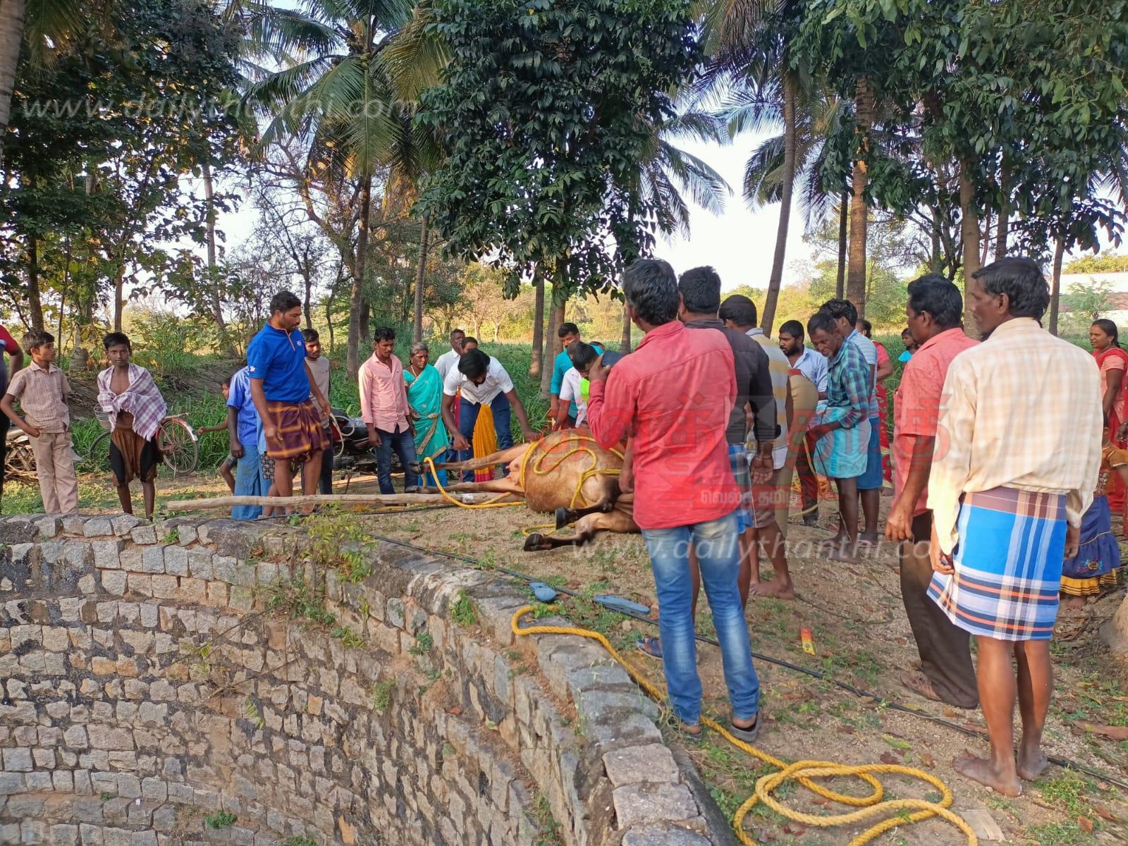 A cow that fell into a well was rescued alive | கிணற்றில் தவறி விழந்த ...