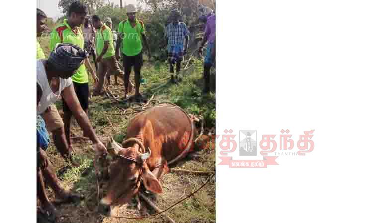 A cow fell into a well and was rescued alive | கிணற்றில் தவறி விழுந்த ...