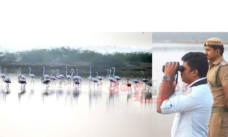 This is the year for Kumari Additional birds have arrived | குமரிக்கு ...