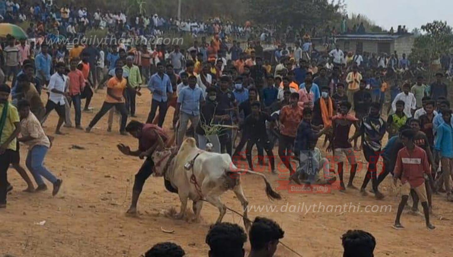 10 people were injured when cows ran over them during the ox-killing ...