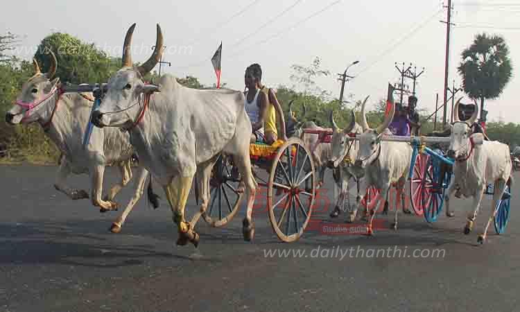 Bullock cart racing | மாட்டு வண்டி பந்தயம்