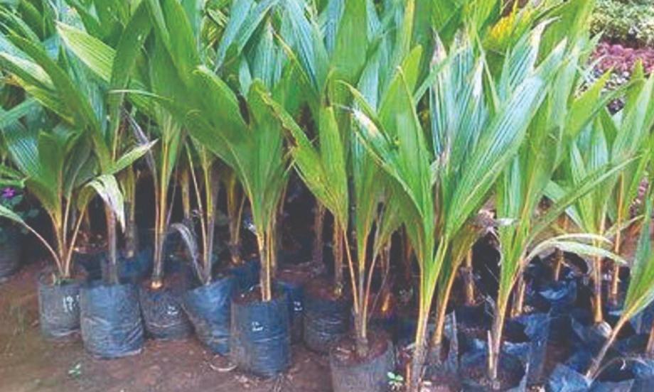 much more yield in coconet cultivation very care choose the coont plant ...