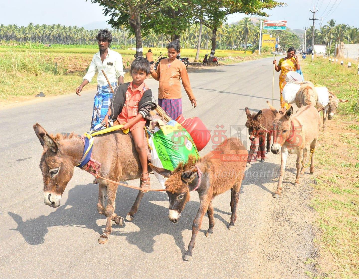 The donkey is in dire need of milk | கழுதை பாலுக்கு கடும் கிராக்கி