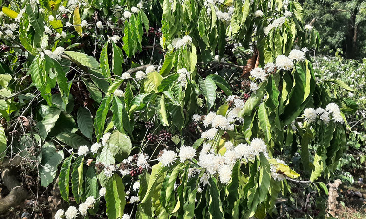 Rains in Kudalur, Pandalur: Early flowering of coffee plants - Farmers ...