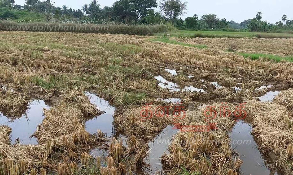20 thousand acres of gram crops were damaged | 20 ஆயிரம் ஏக்கர் உளுந்து ...