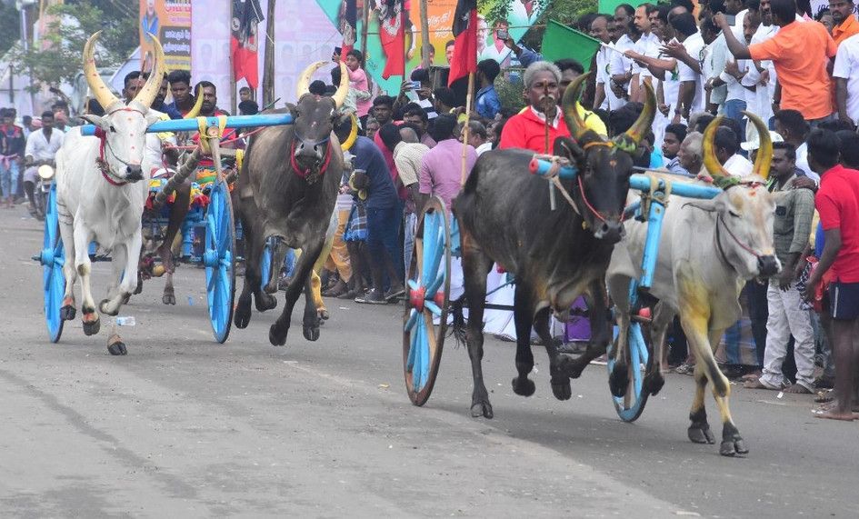 Bullock cart racing | மாட்டு வண்டி பந்தயம்