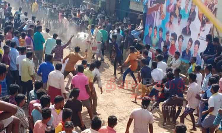 Bull release ceremony in honor of Taipusam | தைப்பூசத்தை முன்னிட்டு ...