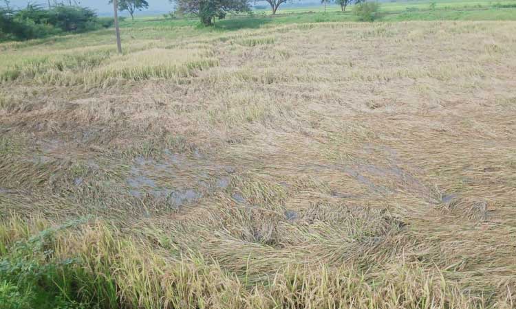 Incessant rains damaged rice crops that were ready for harvest ...