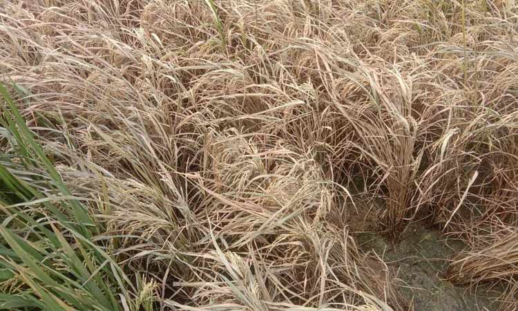 Powdery mildew attack in rice crops | நெற்பயிர்களில் புகையான் நோய் ...