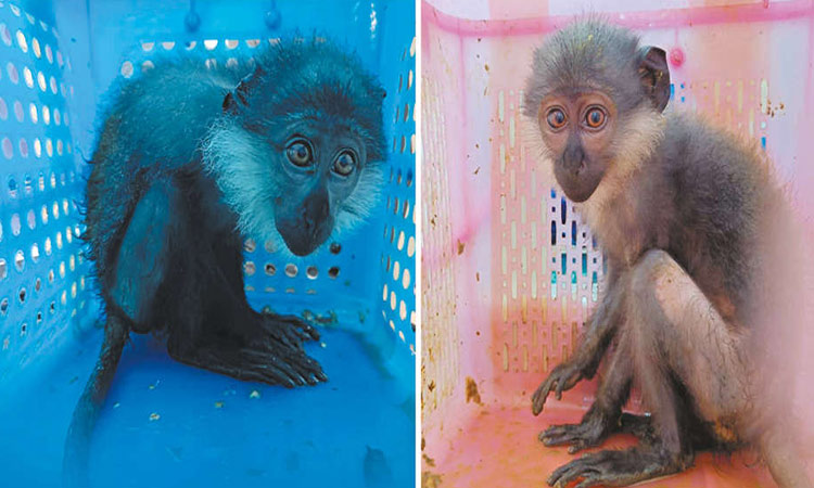 Rare monkeys seized at Chennai airport; Customs Department officials ...