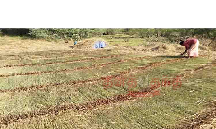 Harvesting grass | கோரைப்புல் அறுவடை