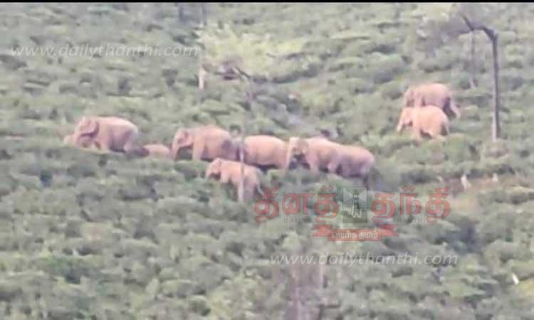 Herd of elephants roaming around Mancholai area | மாஞ்சோலை பகுதியில் ...