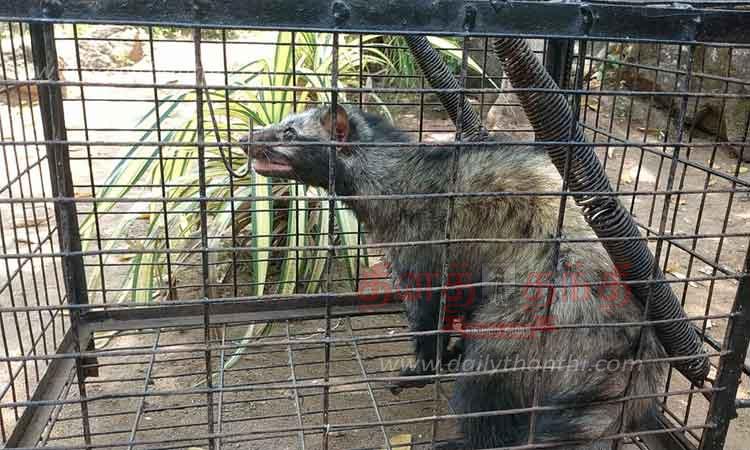 A snake that damaged coconut trees was caught in a cage | தென்னை ...