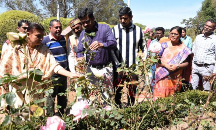 The task of guarding rose plants | ரோஜா செடிகளை கவாத்து செய்யும் பணி