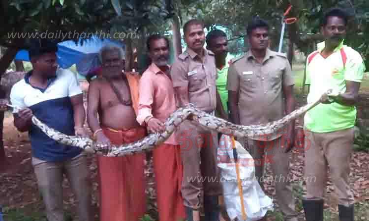 A 12-foot-long python wrapped around a tree | மரத்தில் சுற்றியிருந்த 12 ...