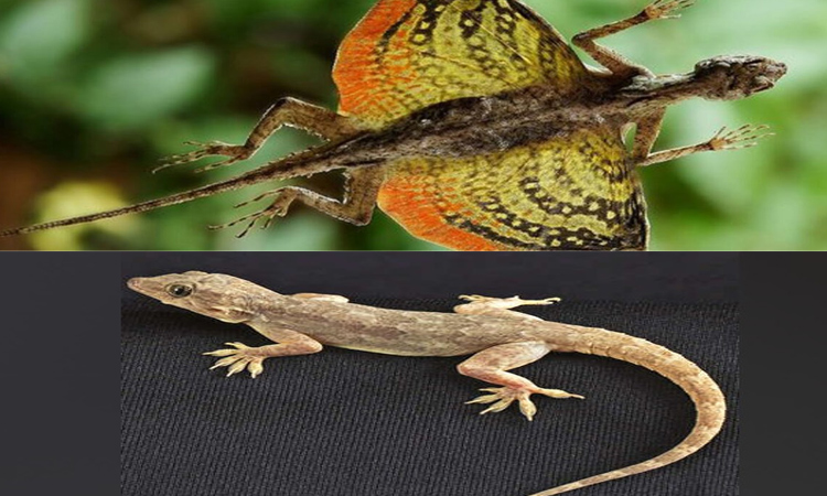 Autonomous instinct: The paradox of the detachable lizard tail, solved ...