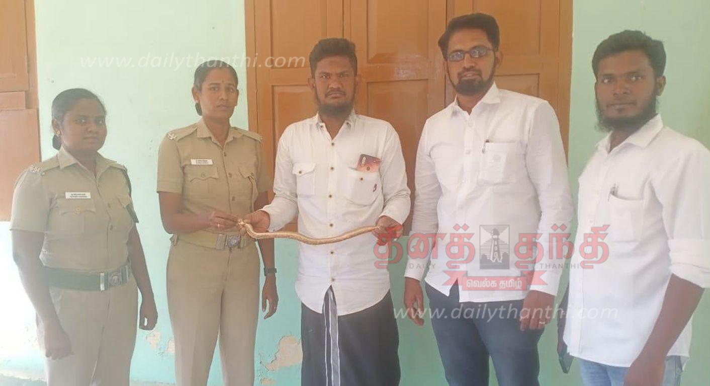 Mannuli snake handed over to forest department | மண்ணுளி பாம்பு ...