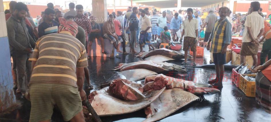 Giant screw fish caught in trawler fishermen's nets | விசைப்படகு ...