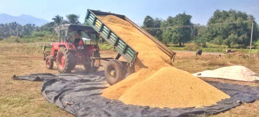 The misery of piling paddy beads in the open | திறந்தவெளியில் நெல் ...