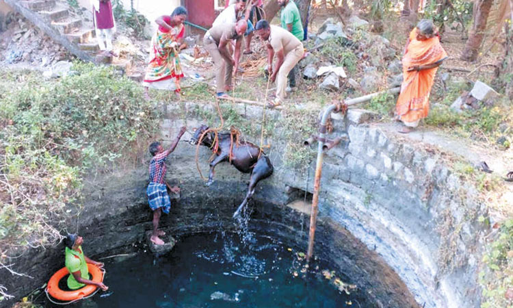 A calf that fell into a 50 feet deep well in Tiruttani was rescued ...
