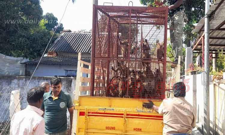 Catch 16 monkeys in a cage | 16 குரங்குகள் கூண்டு வைத்து பிடிப்பு