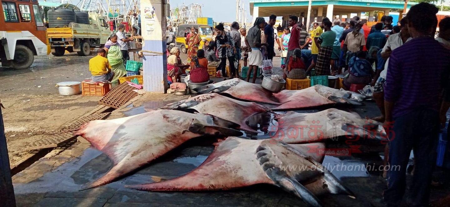 Komban screw fish caught in the nets of Kulachal fishermen | குளச்சல் ...