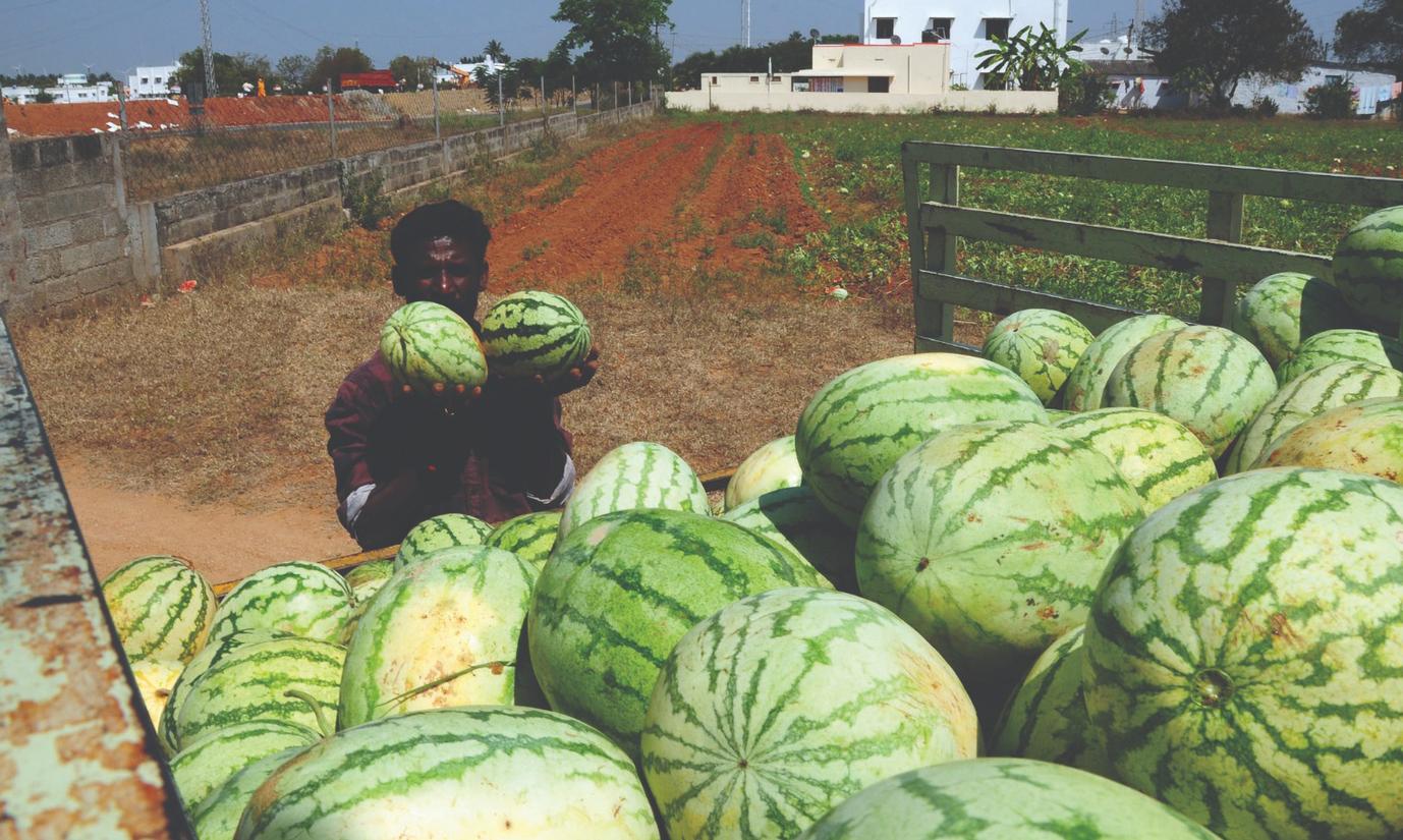 watermilon | ½ ஏக்கரில் தர்பூசணி சாகுபடி செய்து ரூ.1,000-க்கு விற்பனை