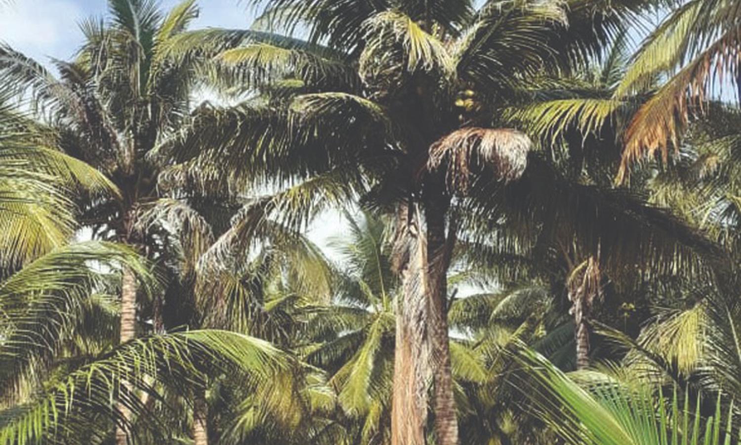 coconet tree | தென்னை மரங்களில் கேரள வாடல் நோய் தாக்குதல்